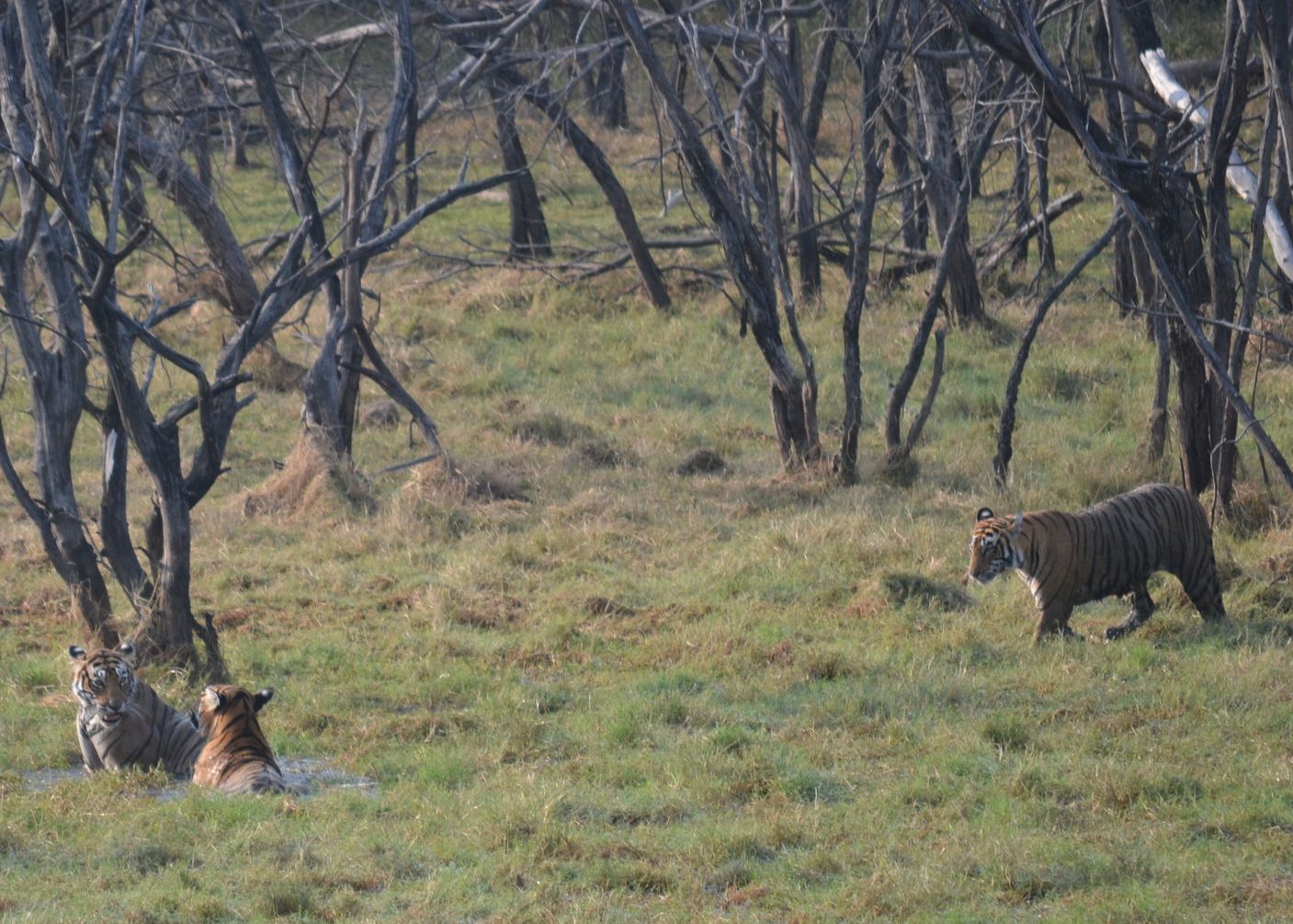 Ranthambore Tiger Reserve Sawai Madhopur Rajasthan India